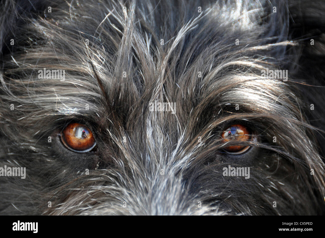 Dog eyes close up Stock Photo - Alamy