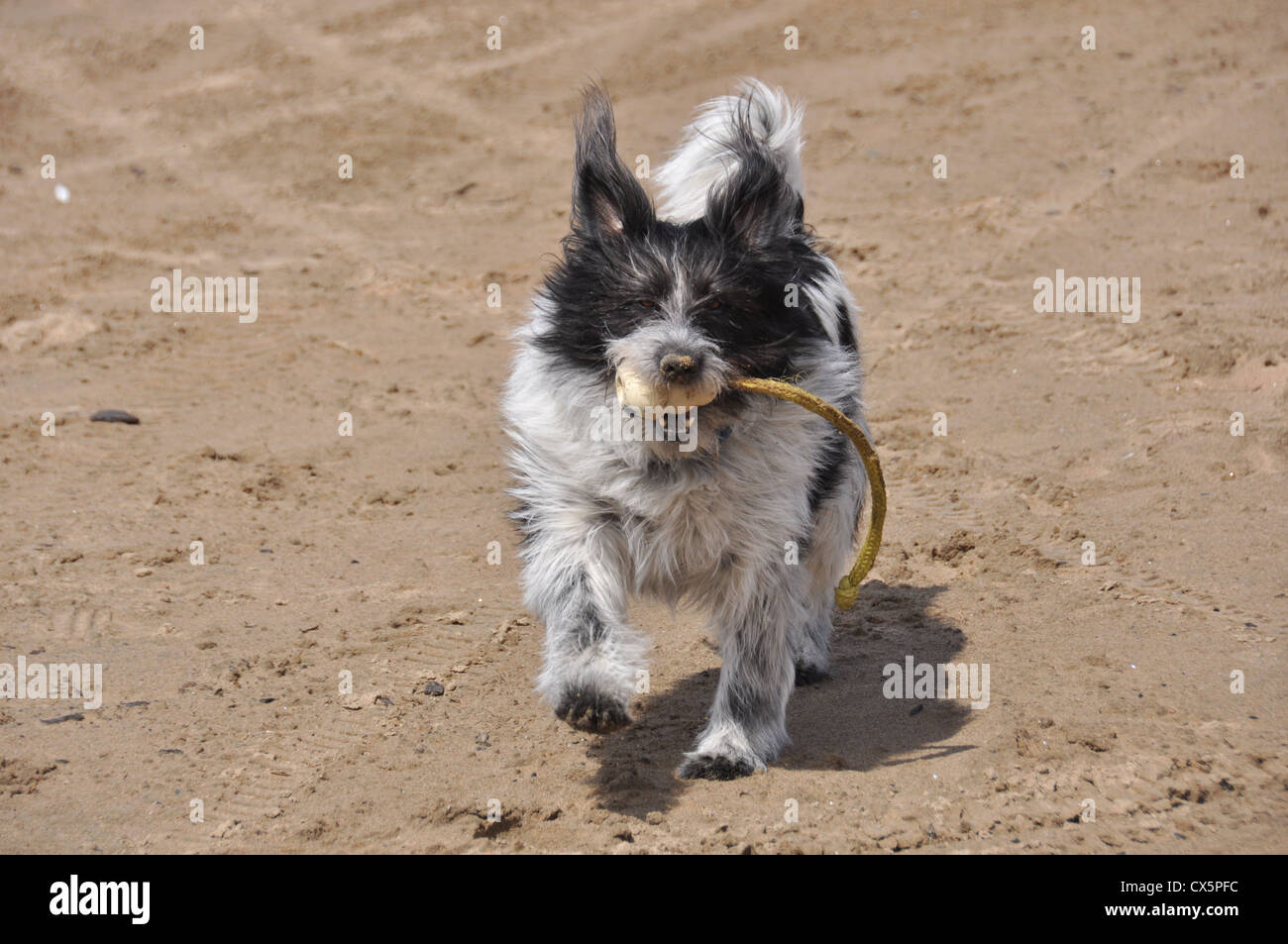 Dog running on sand Stock Photo - Alamy