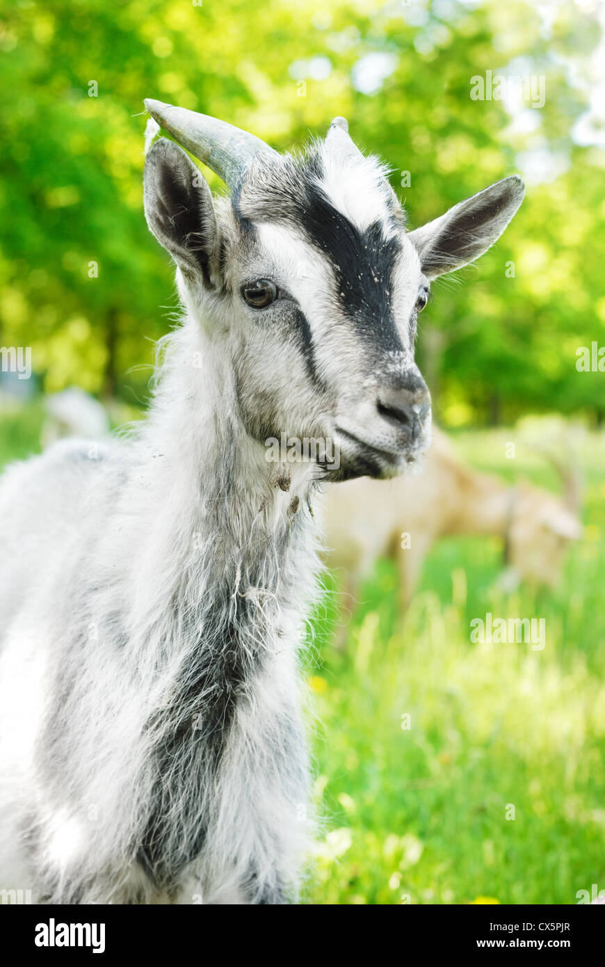Young goat hi-res stock photography and images - Alamy