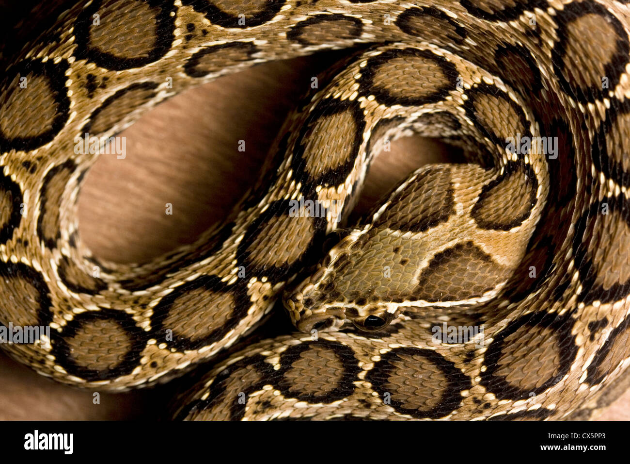 Viper fangs hi-res stock photography and images - Alamy