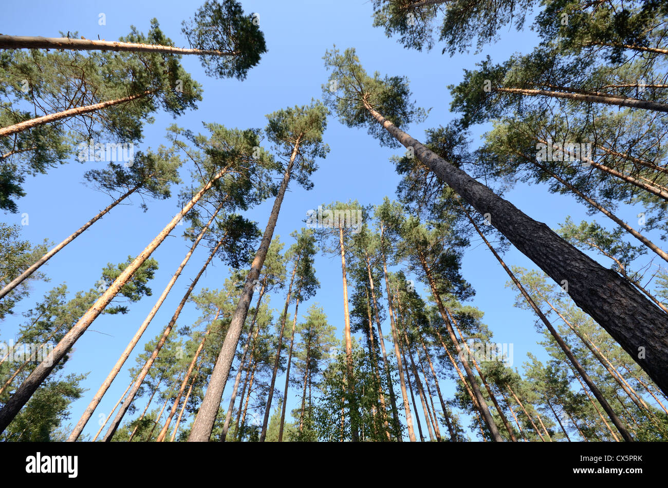 Pine forest wide angle view under blue sky summer day Stock Photo - Alamy