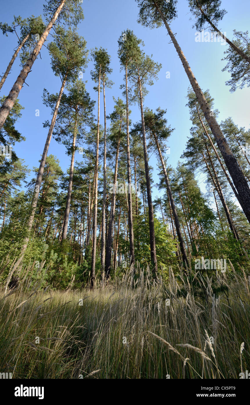 Pine forest wide angle view under blue sky summer day Stock Photo - Alamy