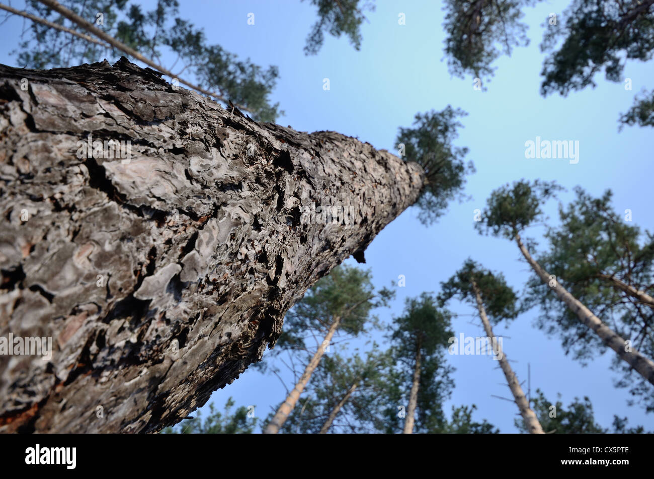 Pine forest wide angle view under blue sky summer day Stock Photo - Alamy