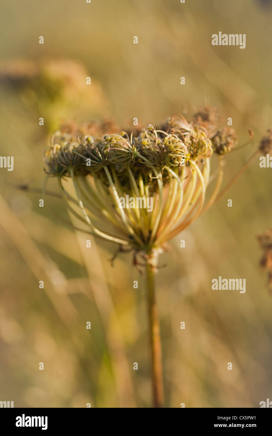 Daucus carota (Wild carrot) amongst coastal wildflower meadow, Beesands ...