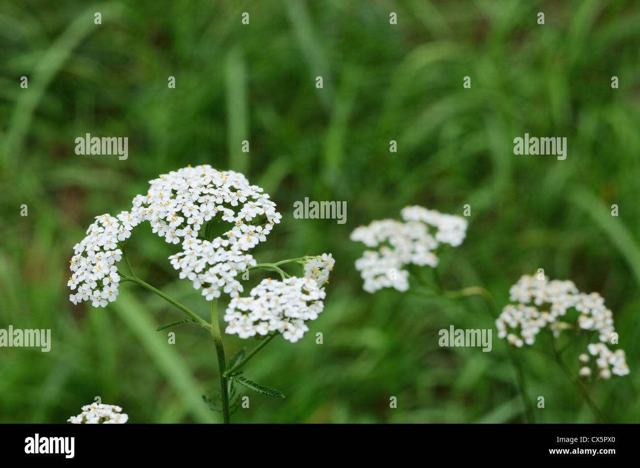 Common white yarrow hi-res stock photography and images - Alamy