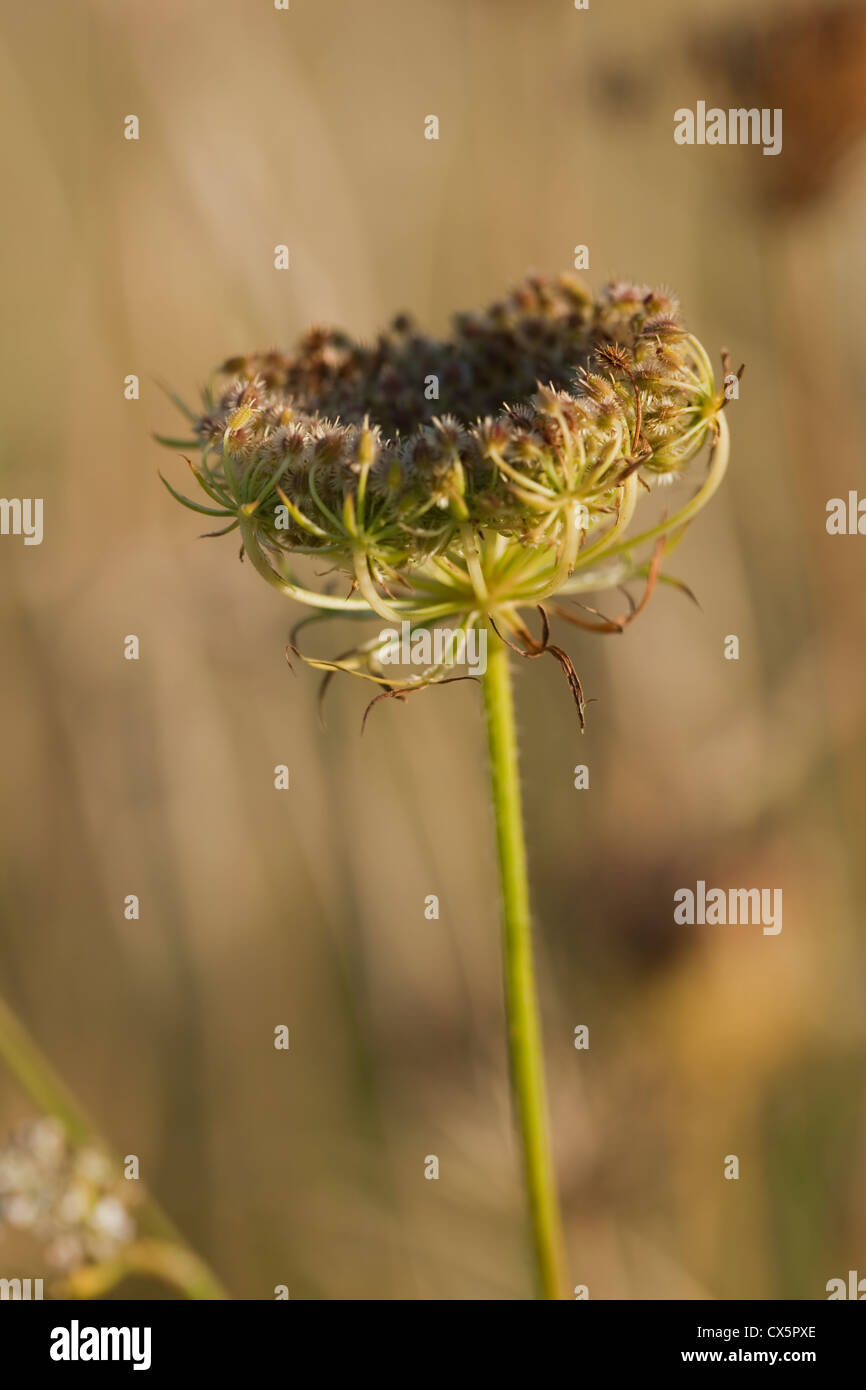 Sea Carrot Stock Photos & Sea Carrot Stock Images - Alamy