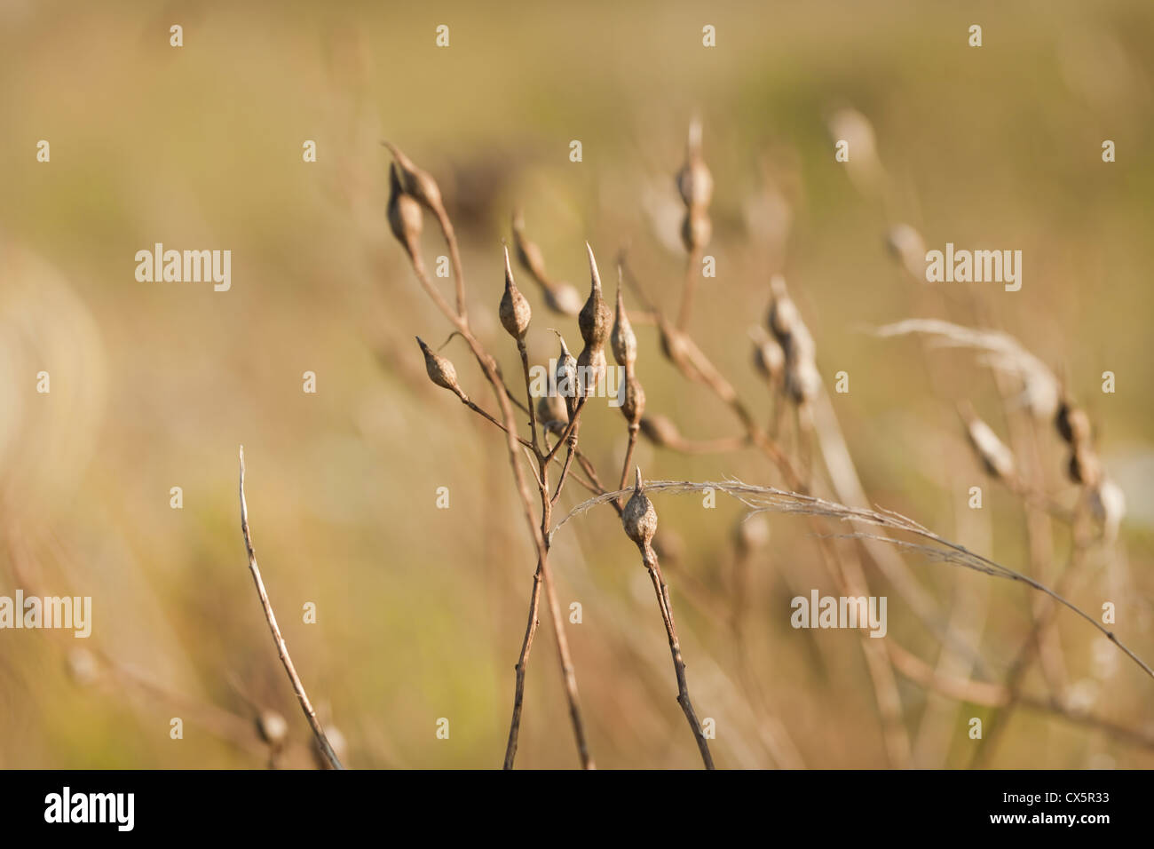 Dried seedheads in coastal wildflower meadow, Beesands, South Devon, UK ...