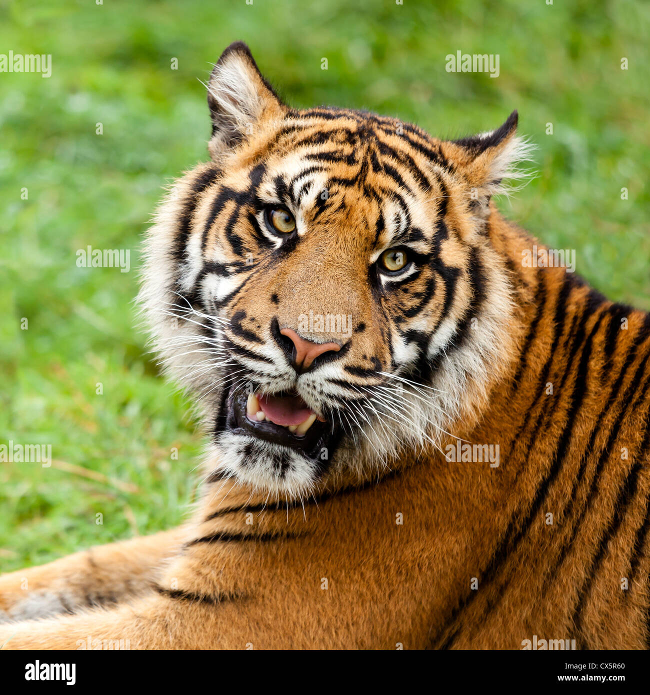 Growling tiger hi-res stock photography and images - Alamy