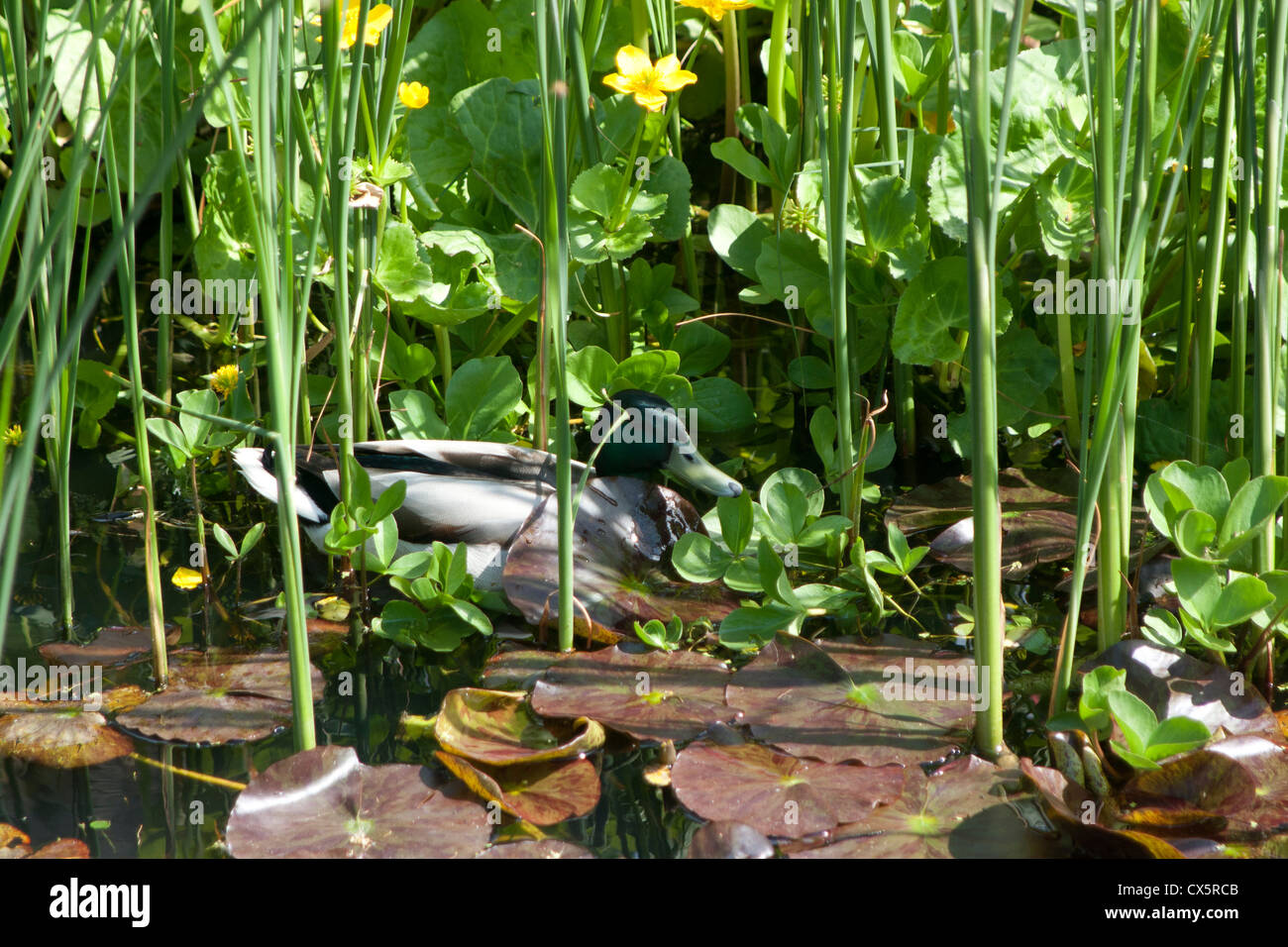 Duck and reeds hi-res stock photography and images - Alamy