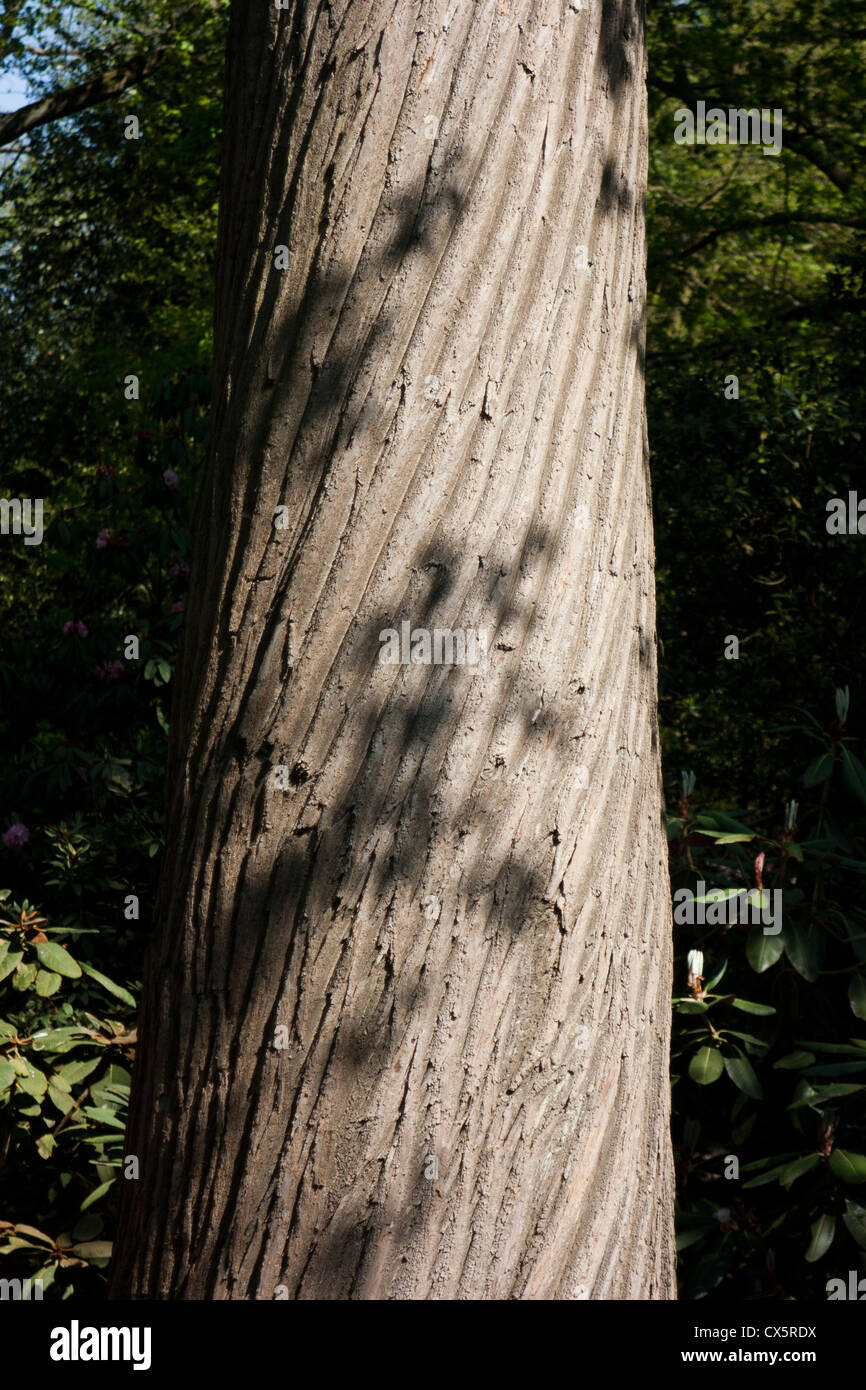 Spiral-patterned trunk of a sweet chestnut (Castanea Sativa) tree Stock ...