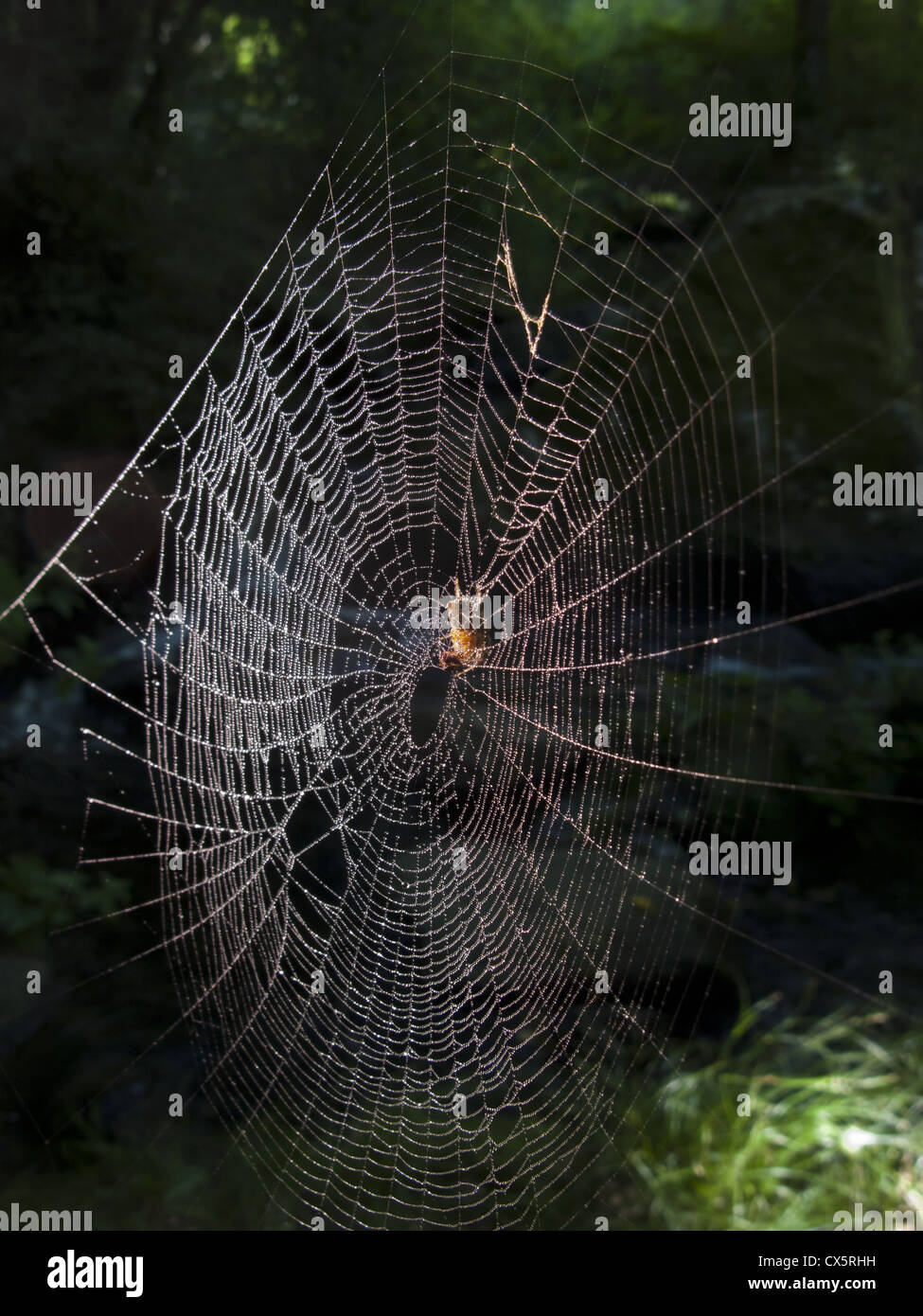 Spider in his net Stock Photo - Alamy