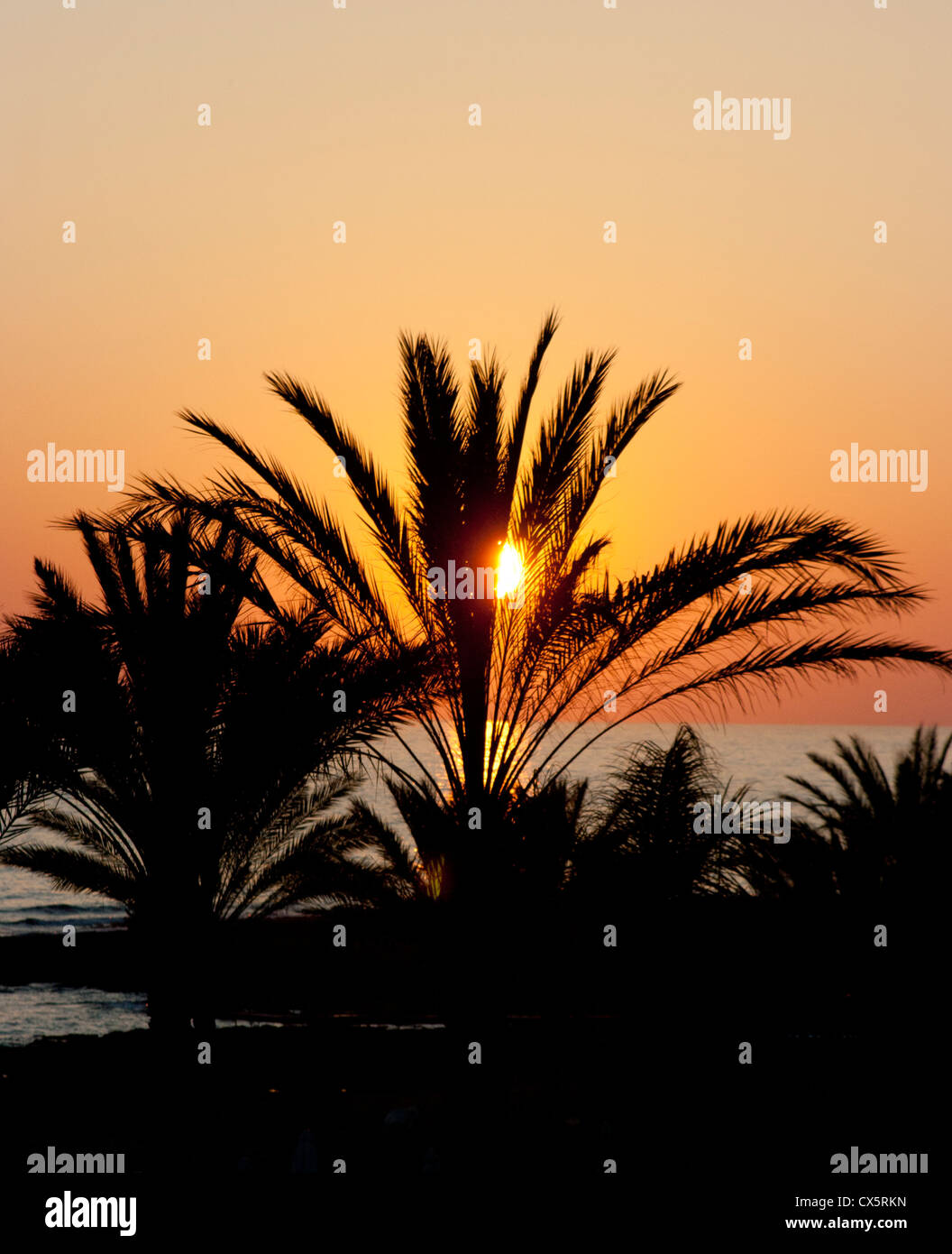 Sunset and palm trees, beach, Paphos, Cyprus Stock Photo - Alamy