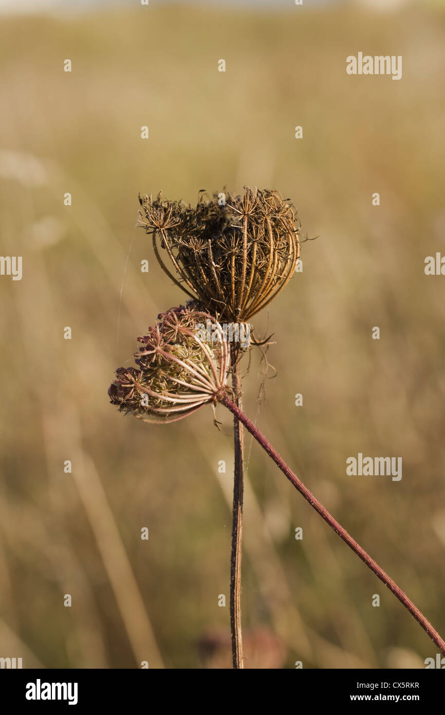 Daucus carota (Wild carrot) amongst coastal wildflower meadow, Beesands ...