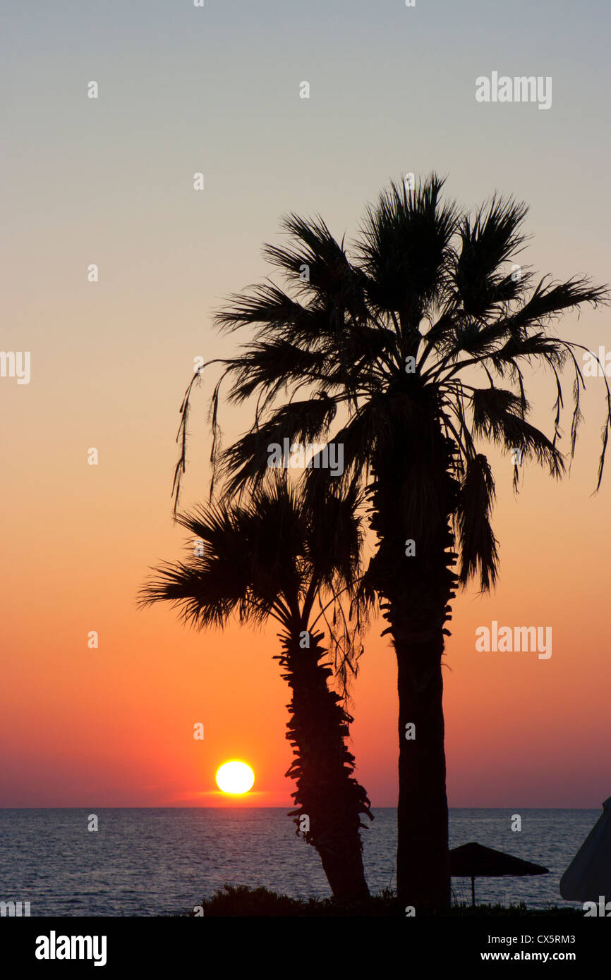 Palm trees cyprus hi-res stock photography and images - Alamy