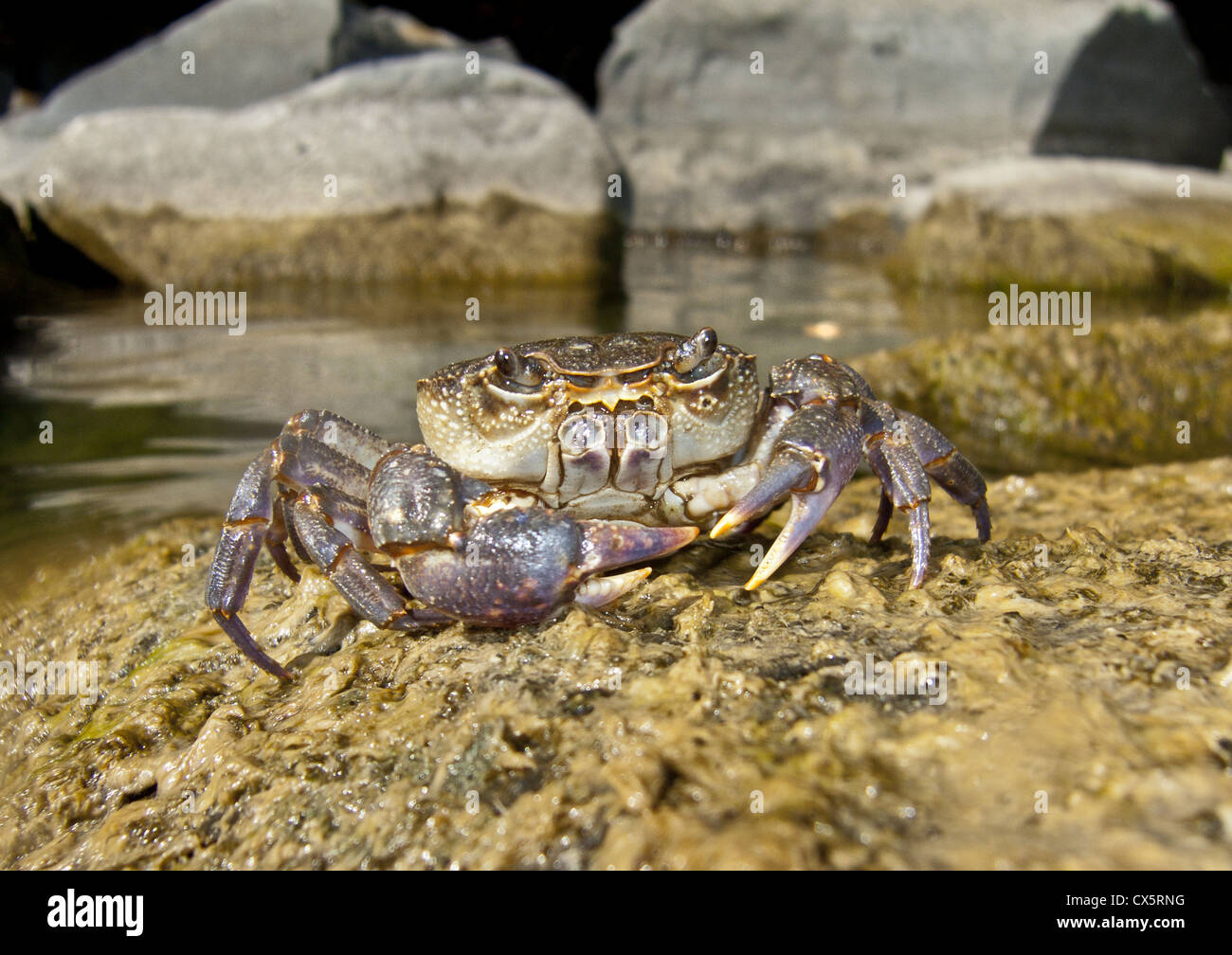 Freshwater crab in a lake Stock Photo - Alamy