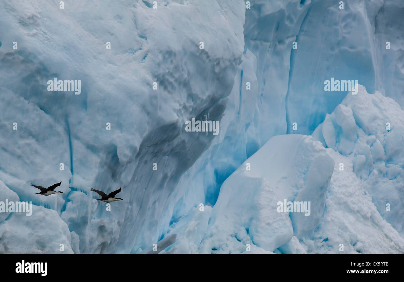 Flying to antarctica hi-res stock photography and images - Alamy