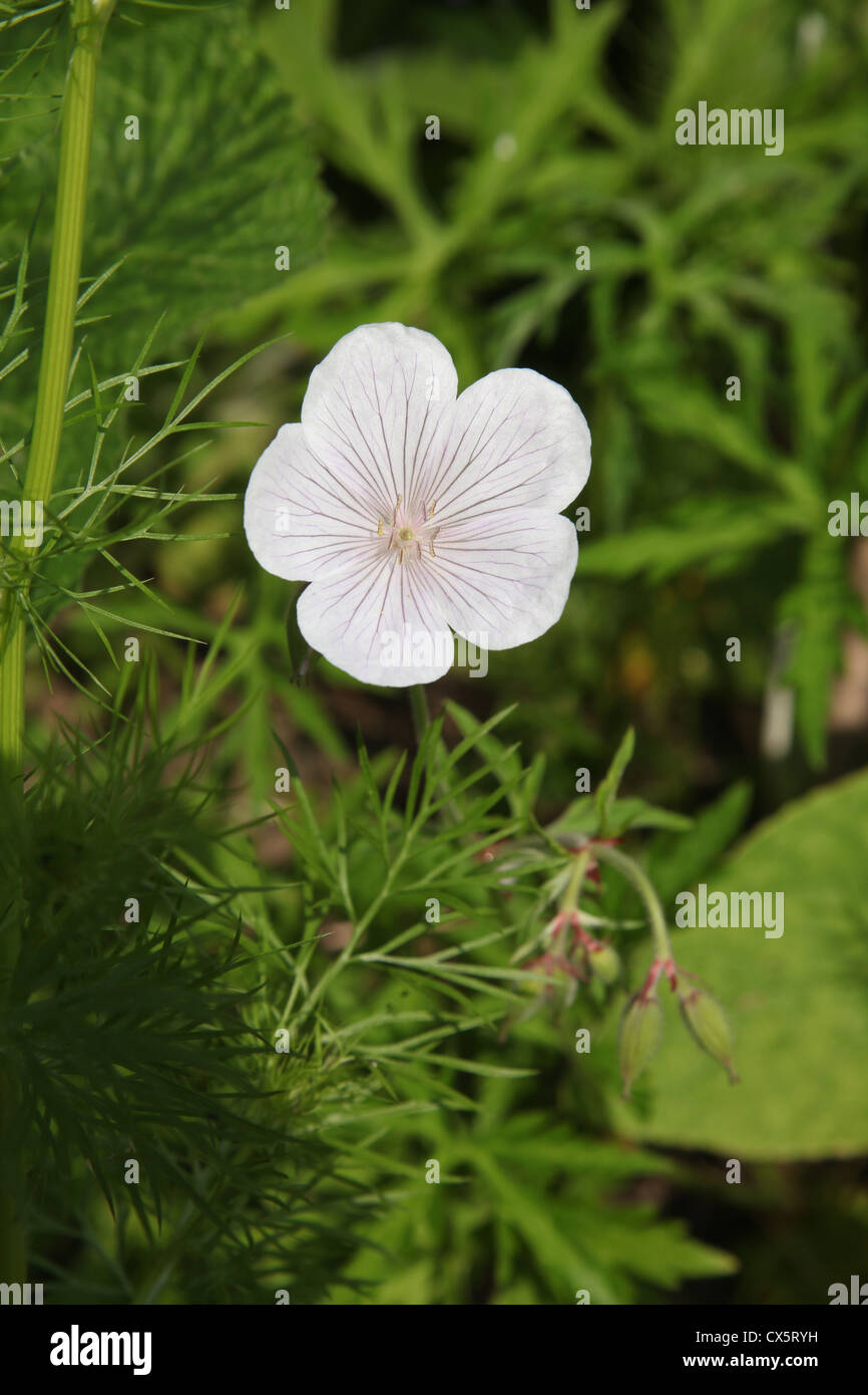 Geranium wild flower hi-res stock photography and images - Alamy