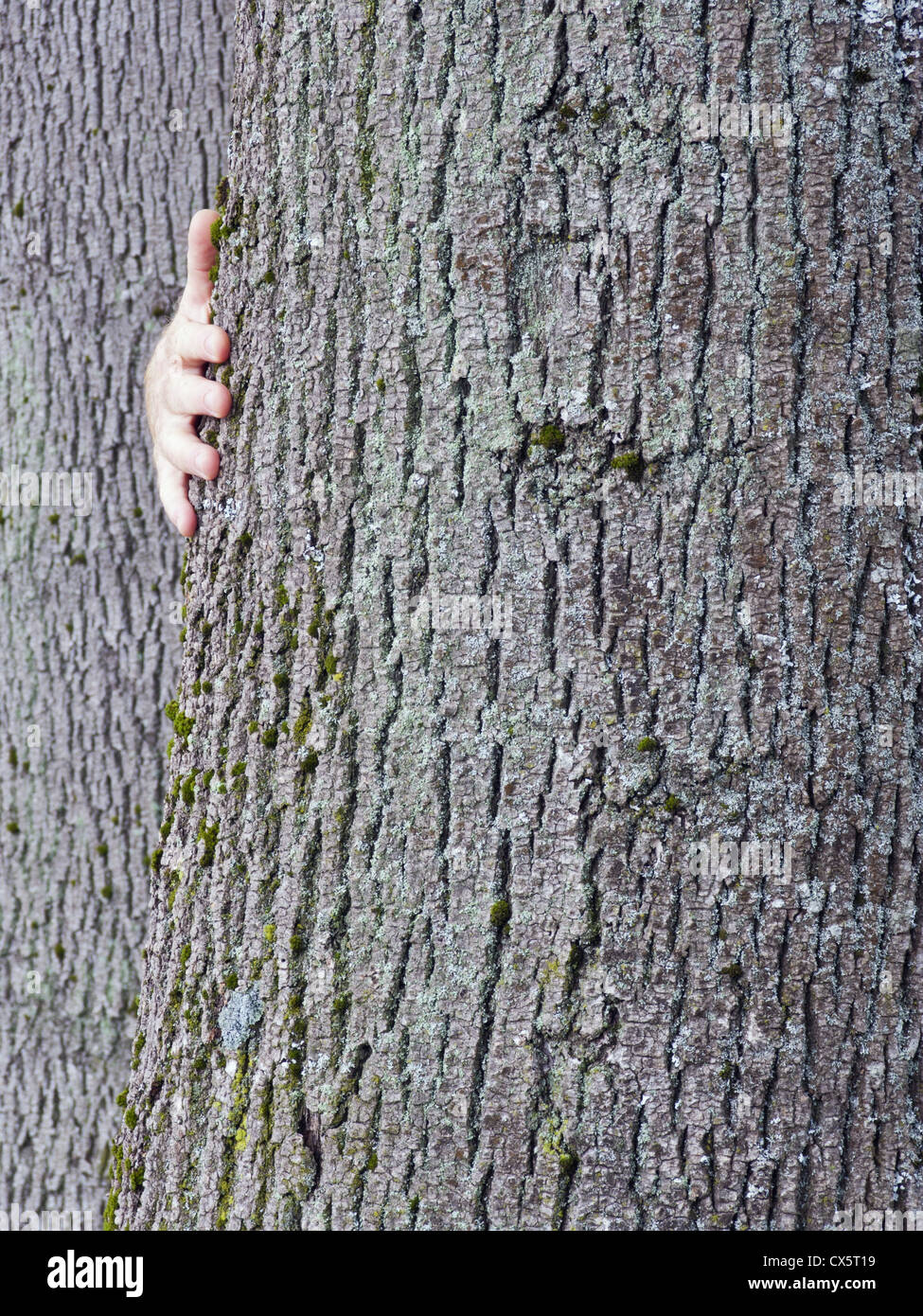 Care for trees. Tree trunks and a human hand Stock Photo - Alamy