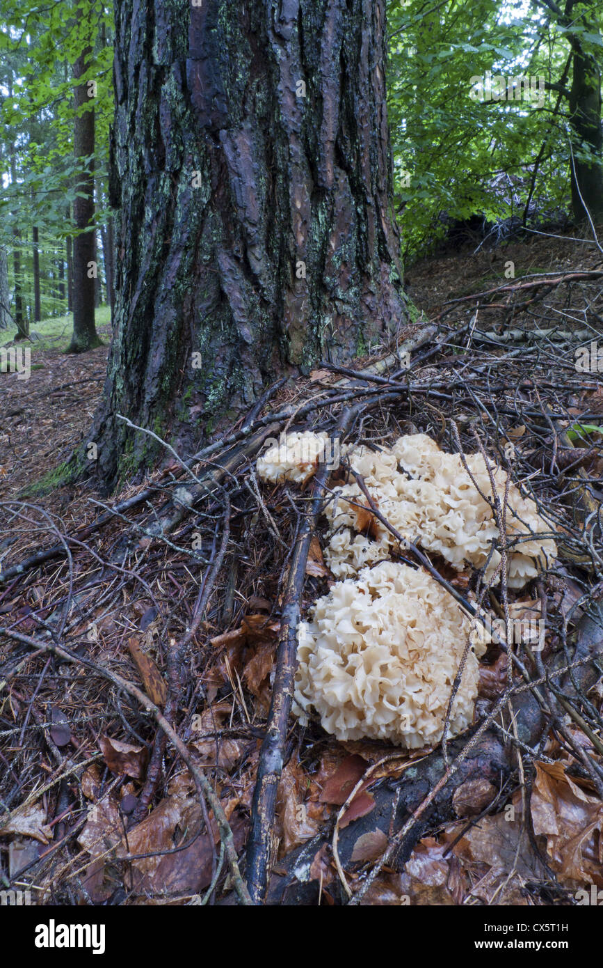 Sponge fungi hi-res stock photography and images - Alamy