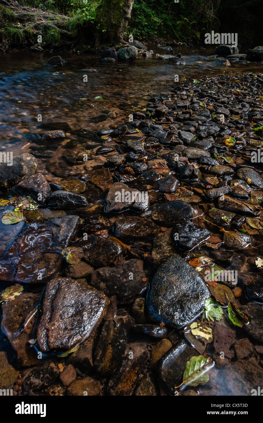Rocks and leaves in a small stream Stock Photo - Alamy