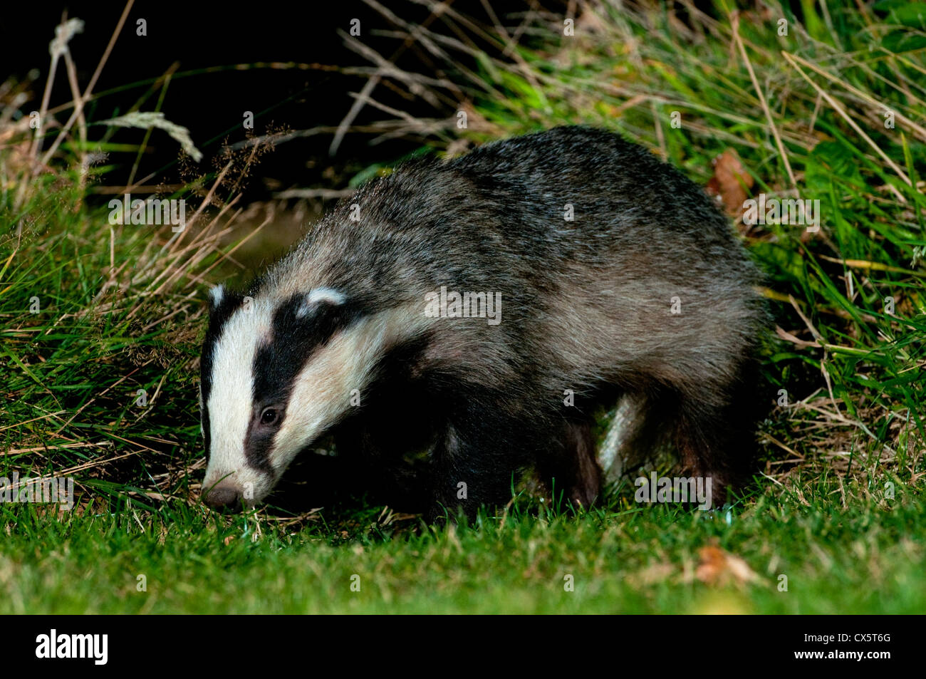 Badger at night Stock Photo - Alamy