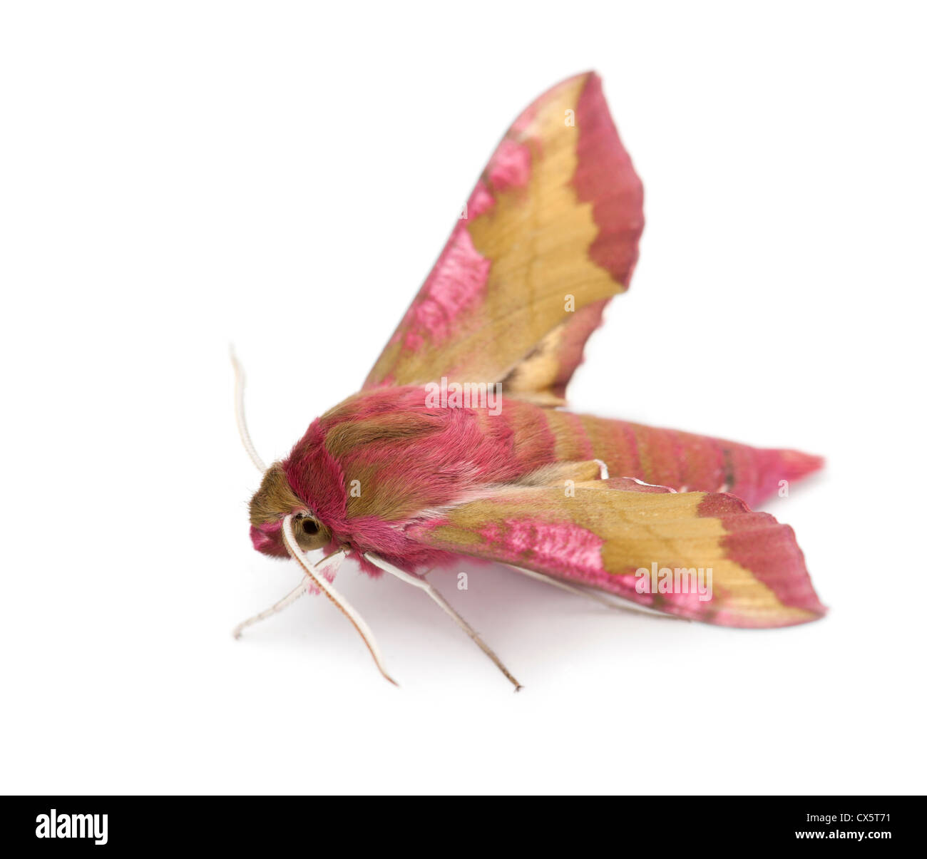 Elephant hawk moth white background hi-res stock photography and images ...