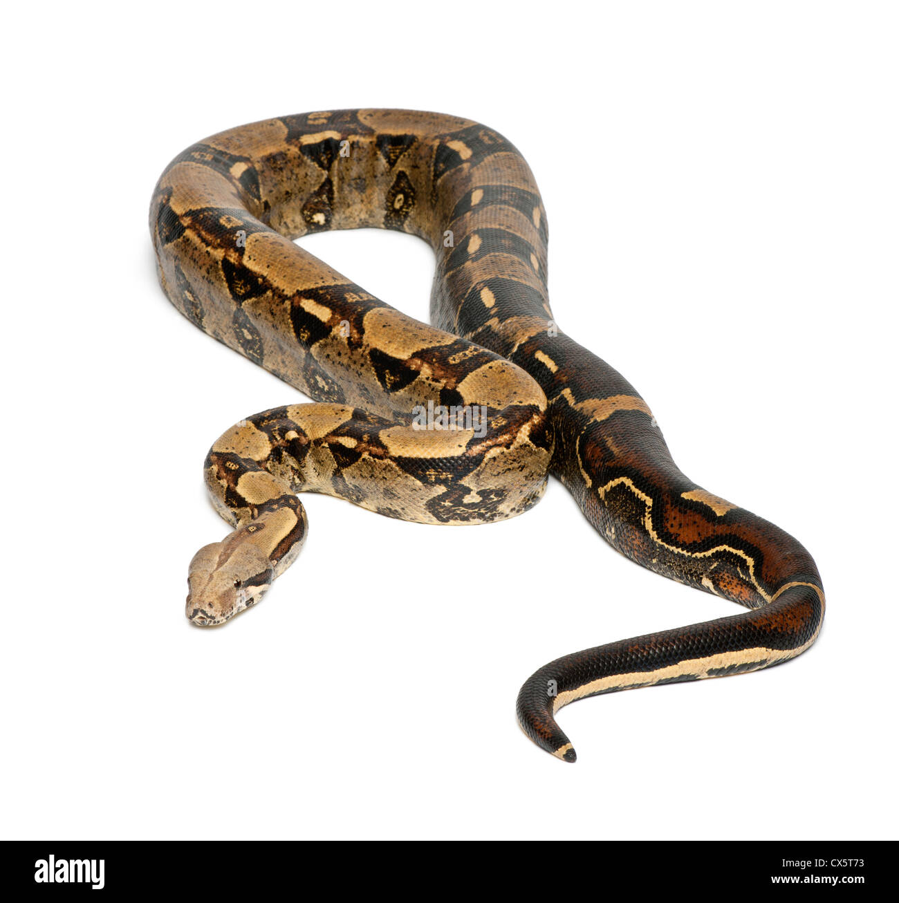 Boa boa constrictor hi-res stock photography and images - Alamy