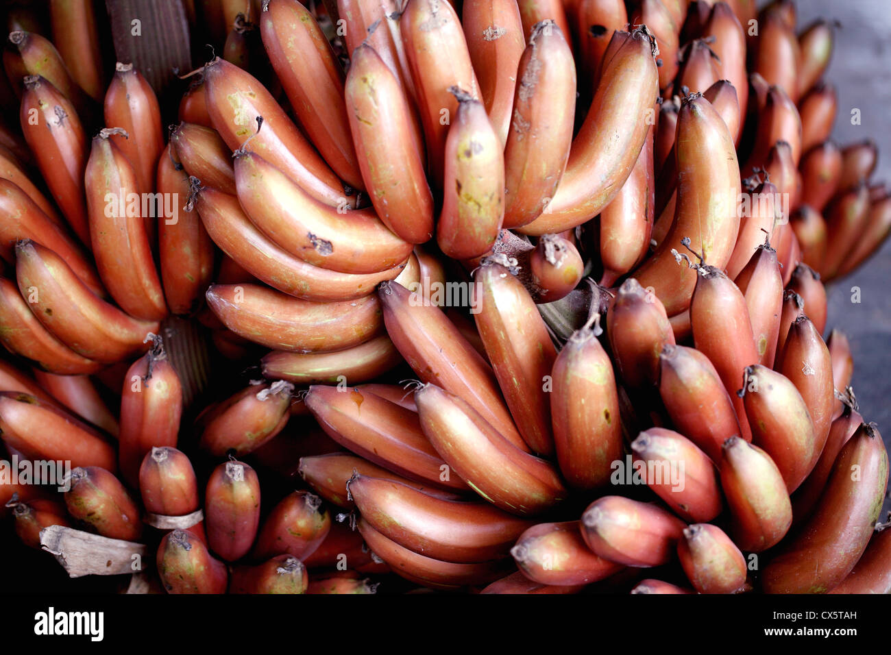 Red banana bunch-Musa acuminata 'Red Dacca Stock Photo - Alamy