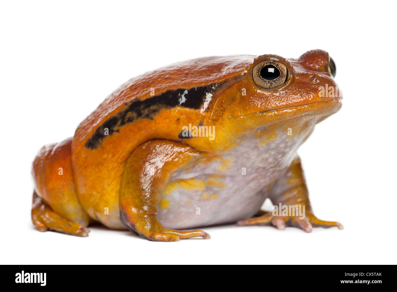 False Tomato Frog, Dyscophus guineti, against white background Stock ...