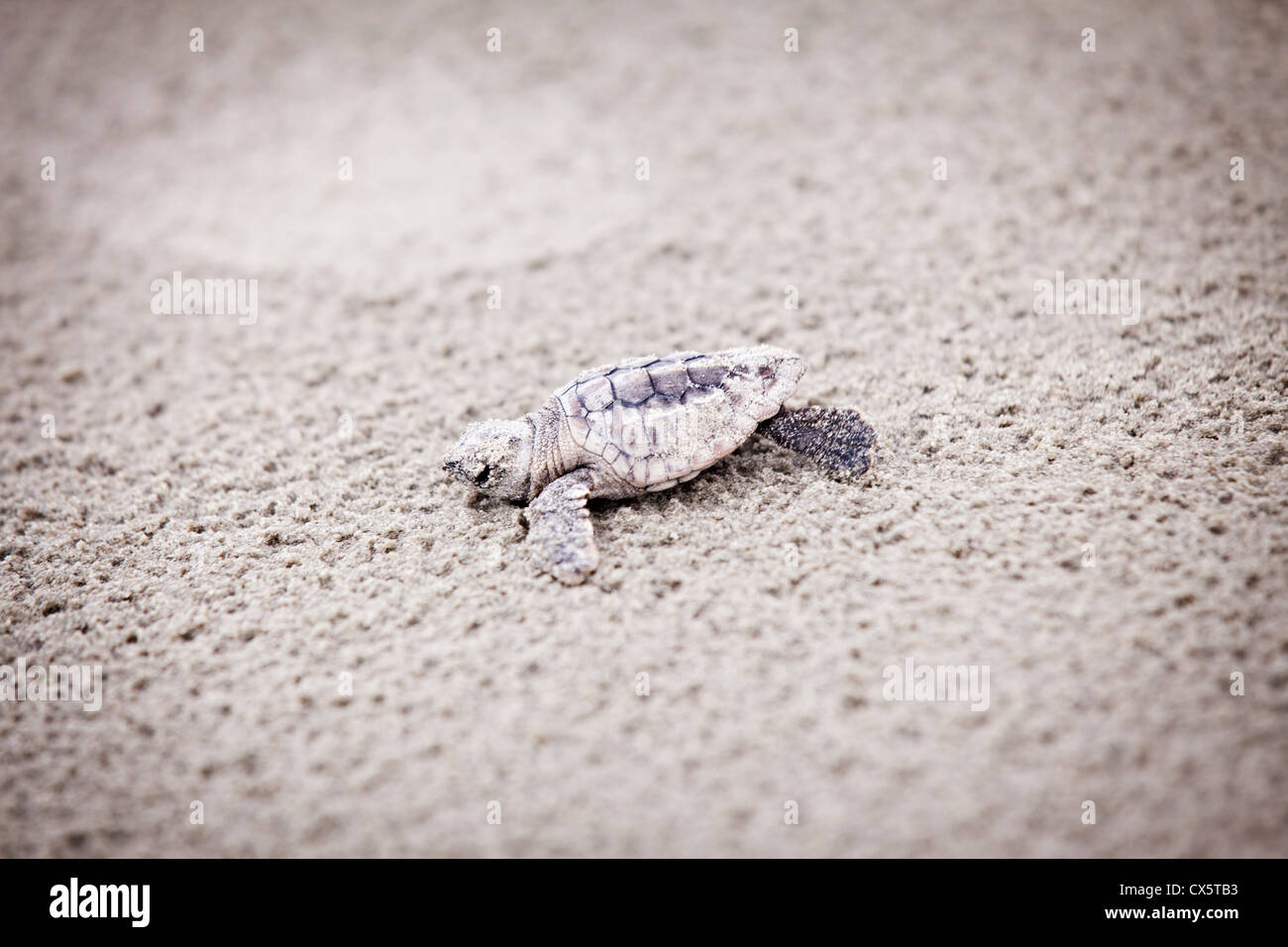 A freshly hatched loggerhead sea turtle baby crawls to the ocean on the ...