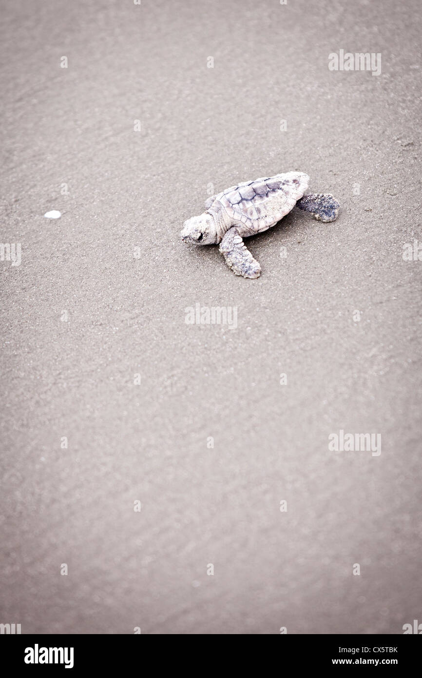A freshly hatched loggerhead sea turtle baby crawls to the ocean on the ...
