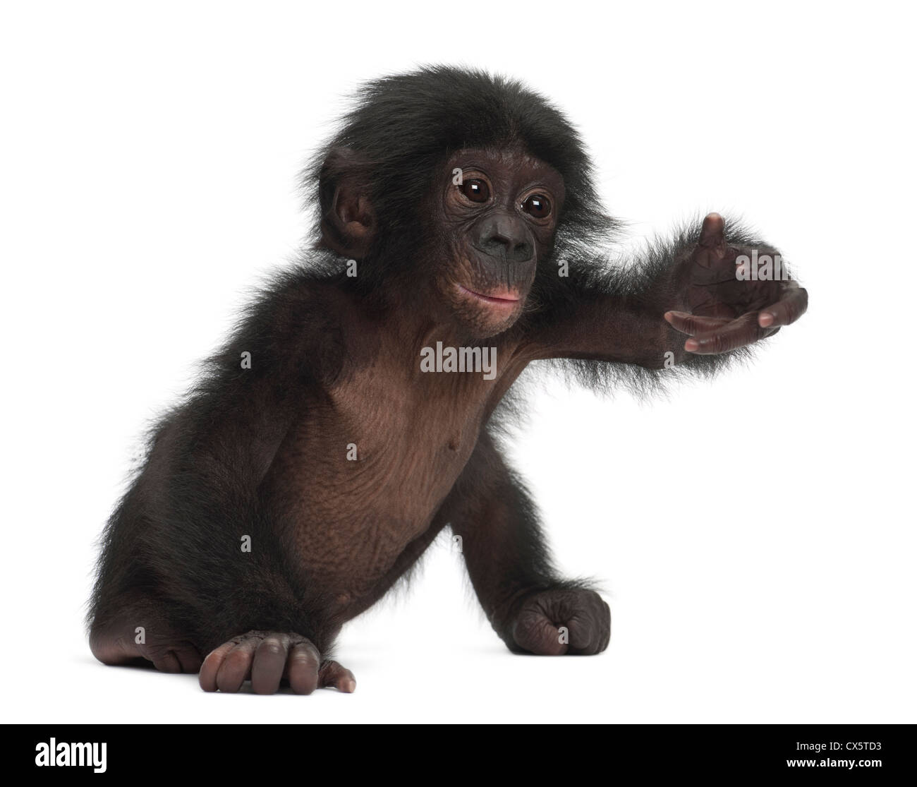 Baby bonobo, Pan paniscus, 4 months old, sitting against white ...