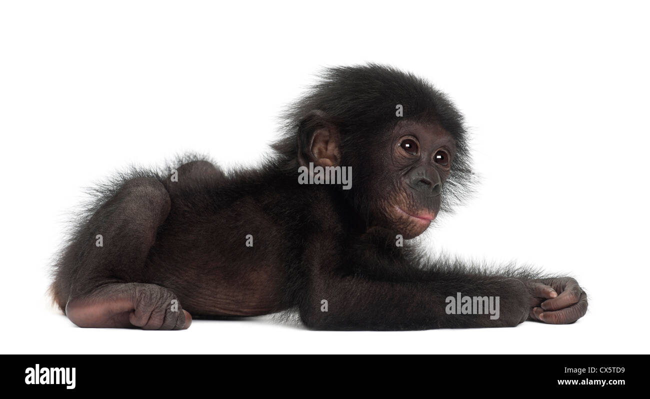 Baby bonobo, Pan paniscus, 4 months old, lying against white background ...