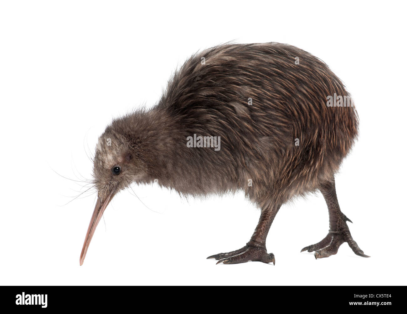 North Island Brown Kiwi, Apteryx mantelli, 5 months old, walking ...