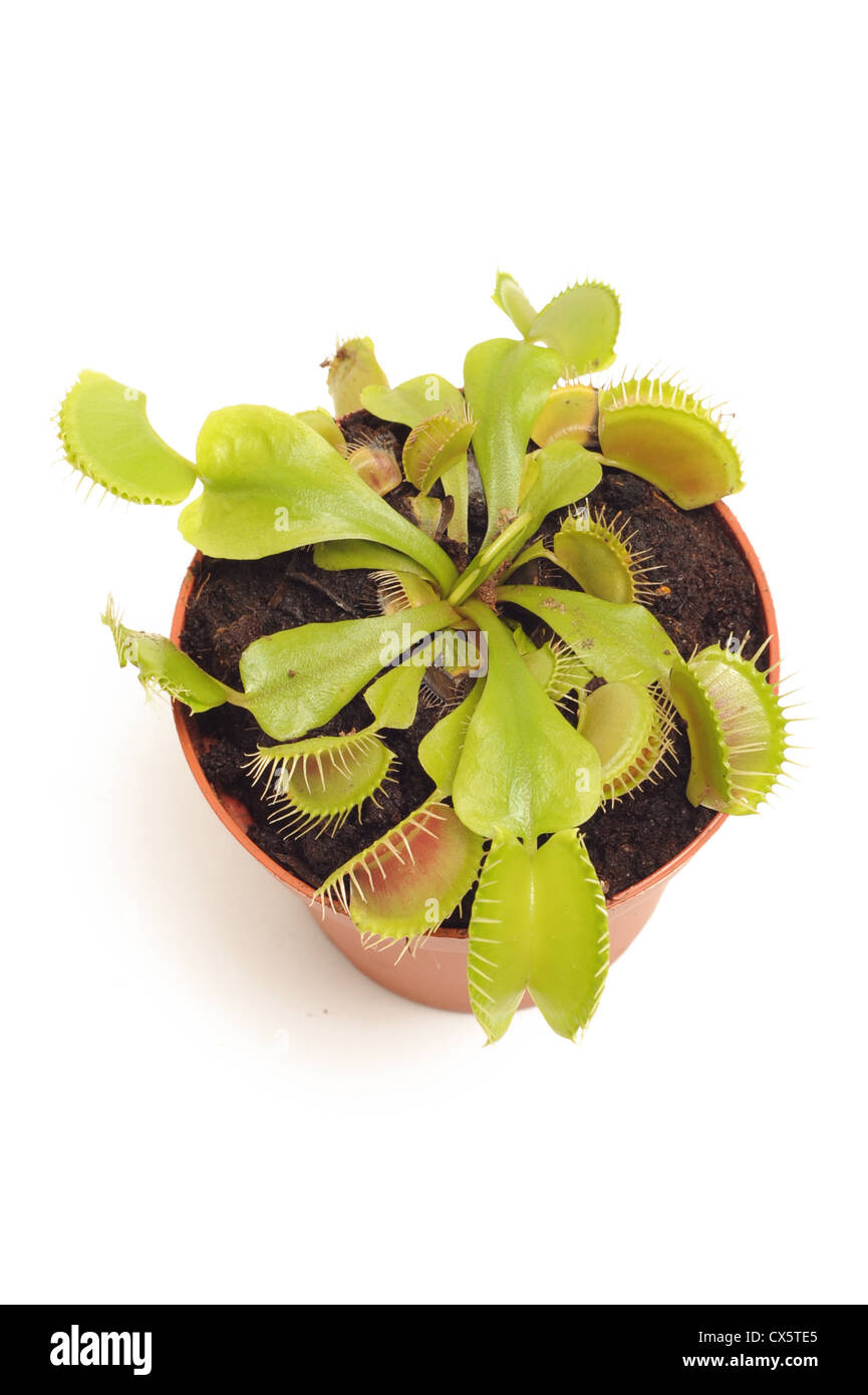Venus fly trap hi-res stock photography and images - Alamy