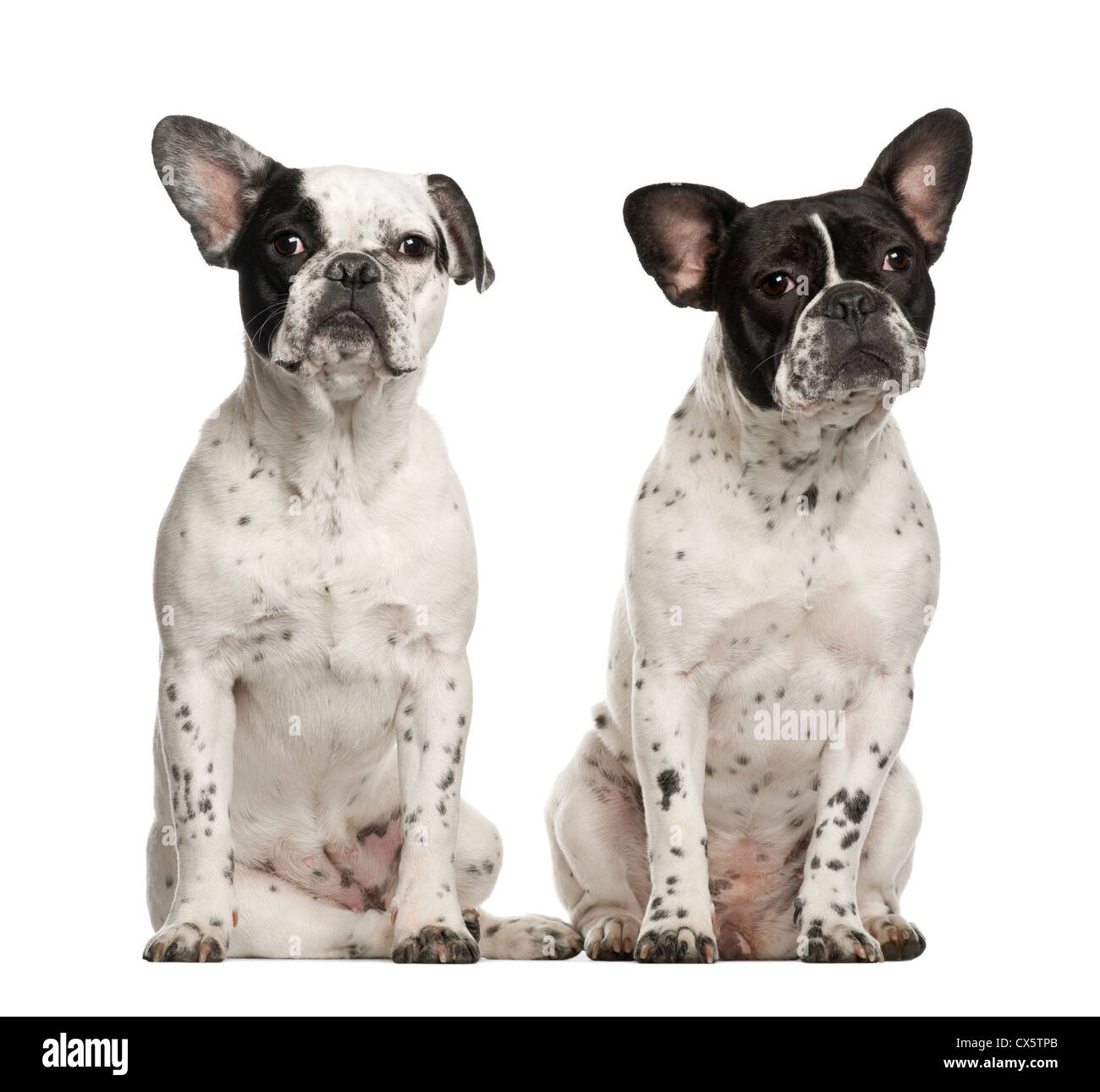 Two French Bulldogs sitting against white background Stock Photo - Alamy