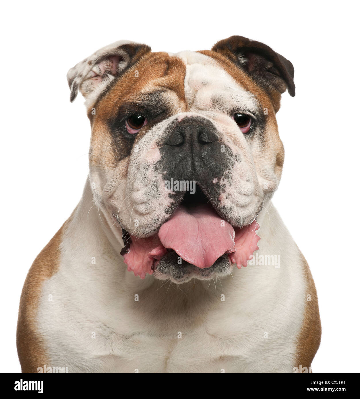 English Bulldog, 6 years old, against white background Stock Photo - Alamy