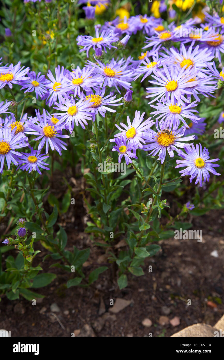 Aster Vanity - Michaelmas Daisy Stock Photo - Alamy