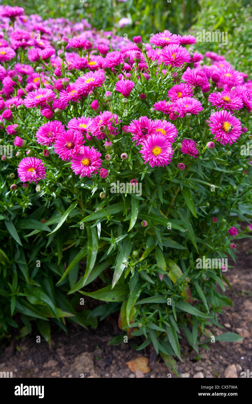 Aster Royal Ruby - Michaelmas Daisy Stock Photo - Alamy