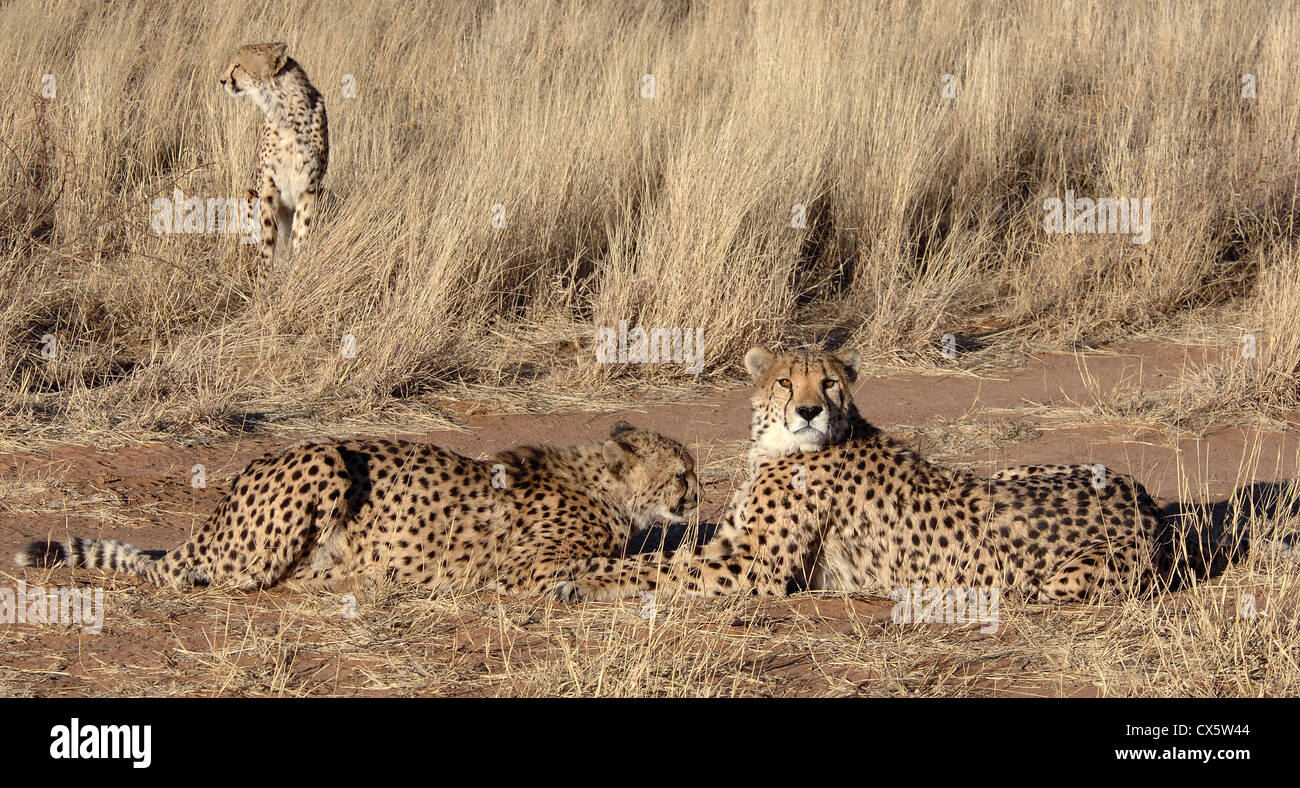 Cheetahs at Africat on the Okonjima Nature Reserve in Central Namibia ...