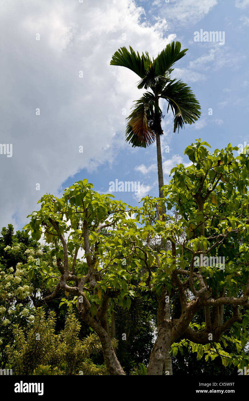 Palm Trees in the Park around the Buddhist temple Borobudur in ...