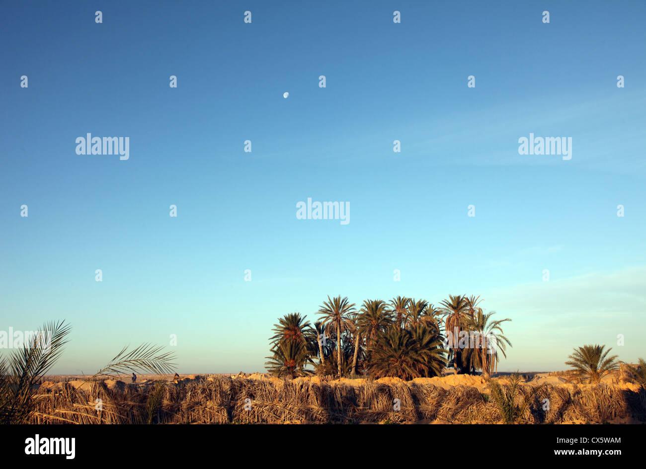 Morning in Sahara desert Stock Photo - Alamy
