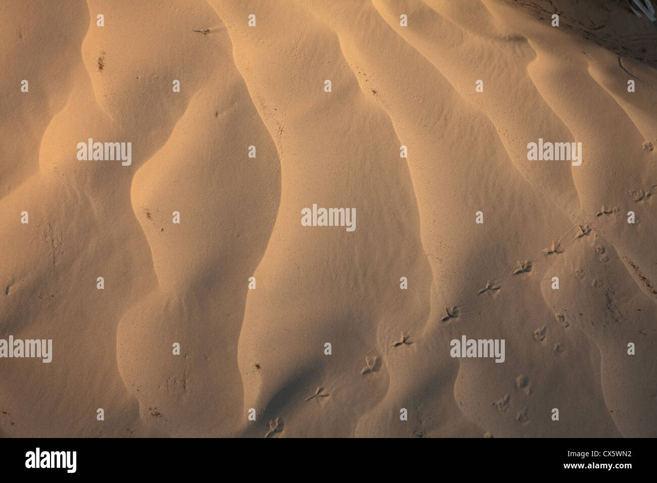 Wind textures on sand in Sahara Stock Photo - Alamy