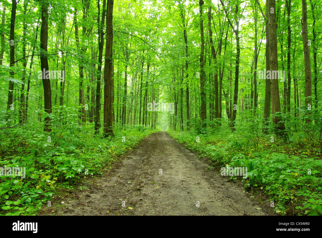 a path is in the green forest Stock Photo - Alamy