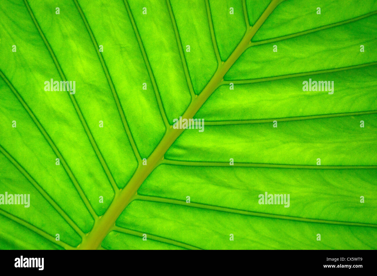 leaf of a plant close up Stock Photo - Alamy