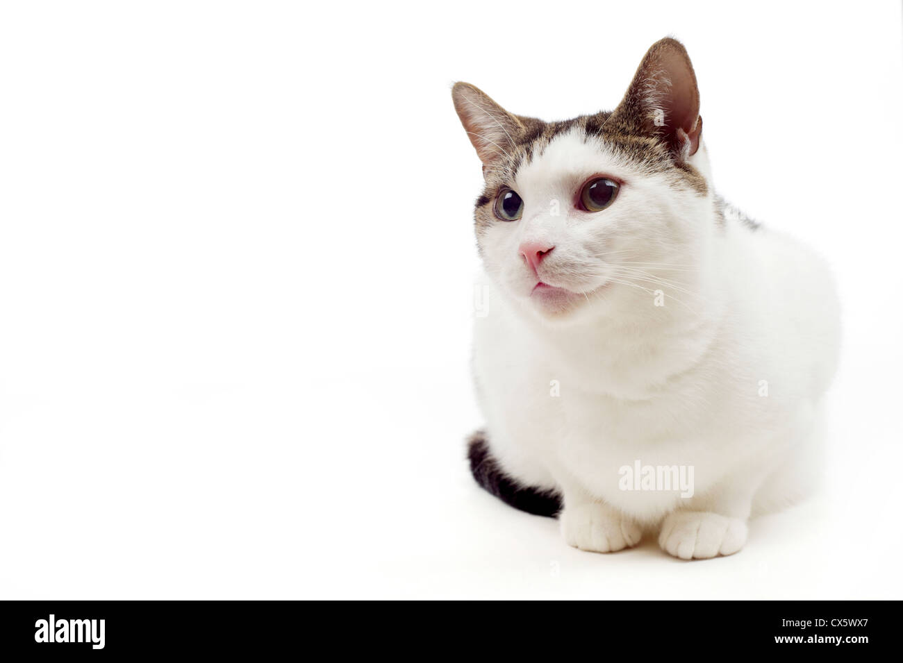 Cat sitting, studio shot with white background Stock Photo - Alamy