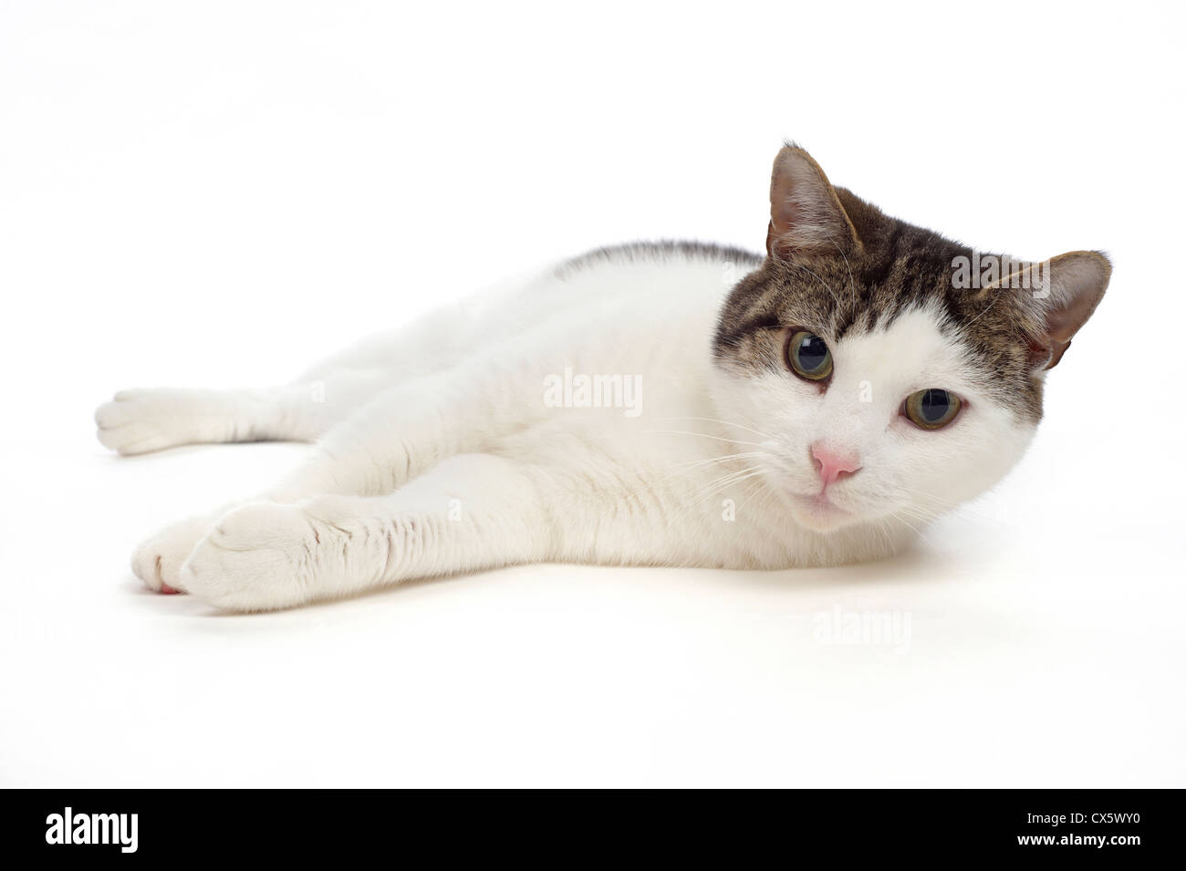 Cat ears photography Cut Out Stock Images & Pictures - Alamy