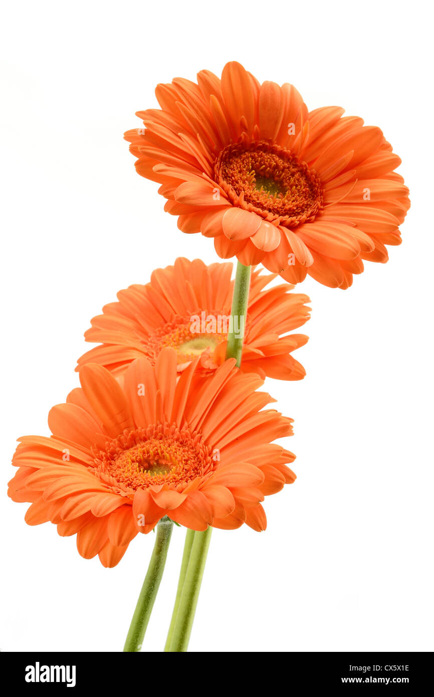 Gerbera Leaf Cut Out Stock Images & Pictures - Alamy