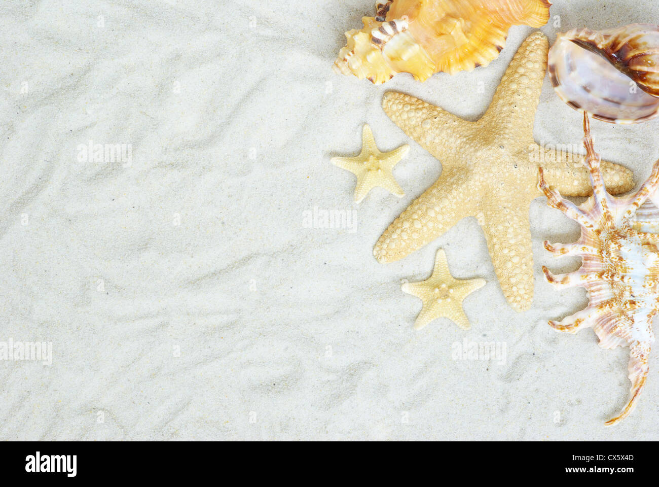 Starfish and shells hi-res stock photography and images - Alamy