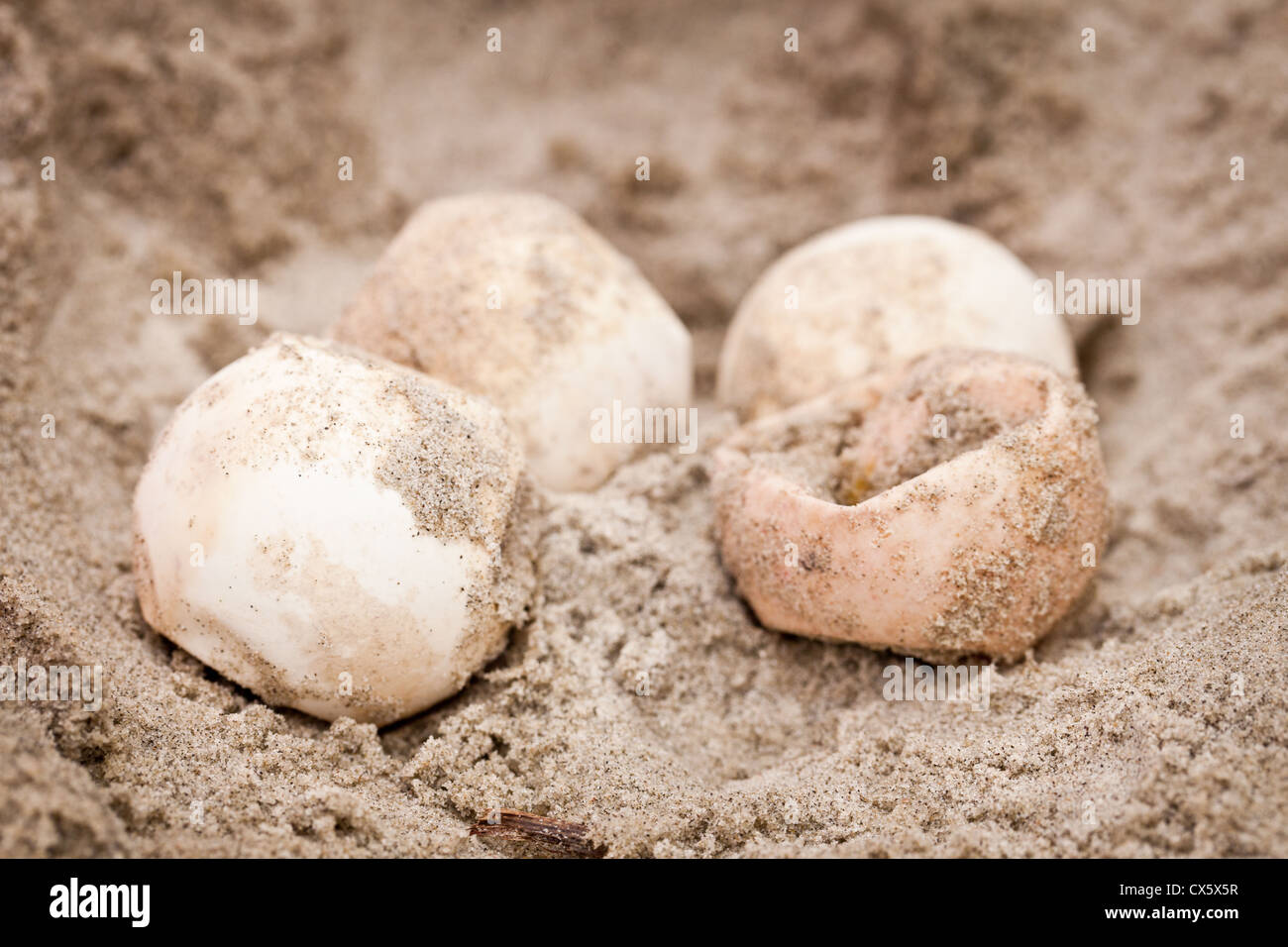Members of the turtle team examine unhatched loggerhead sea turtle eggs ...
